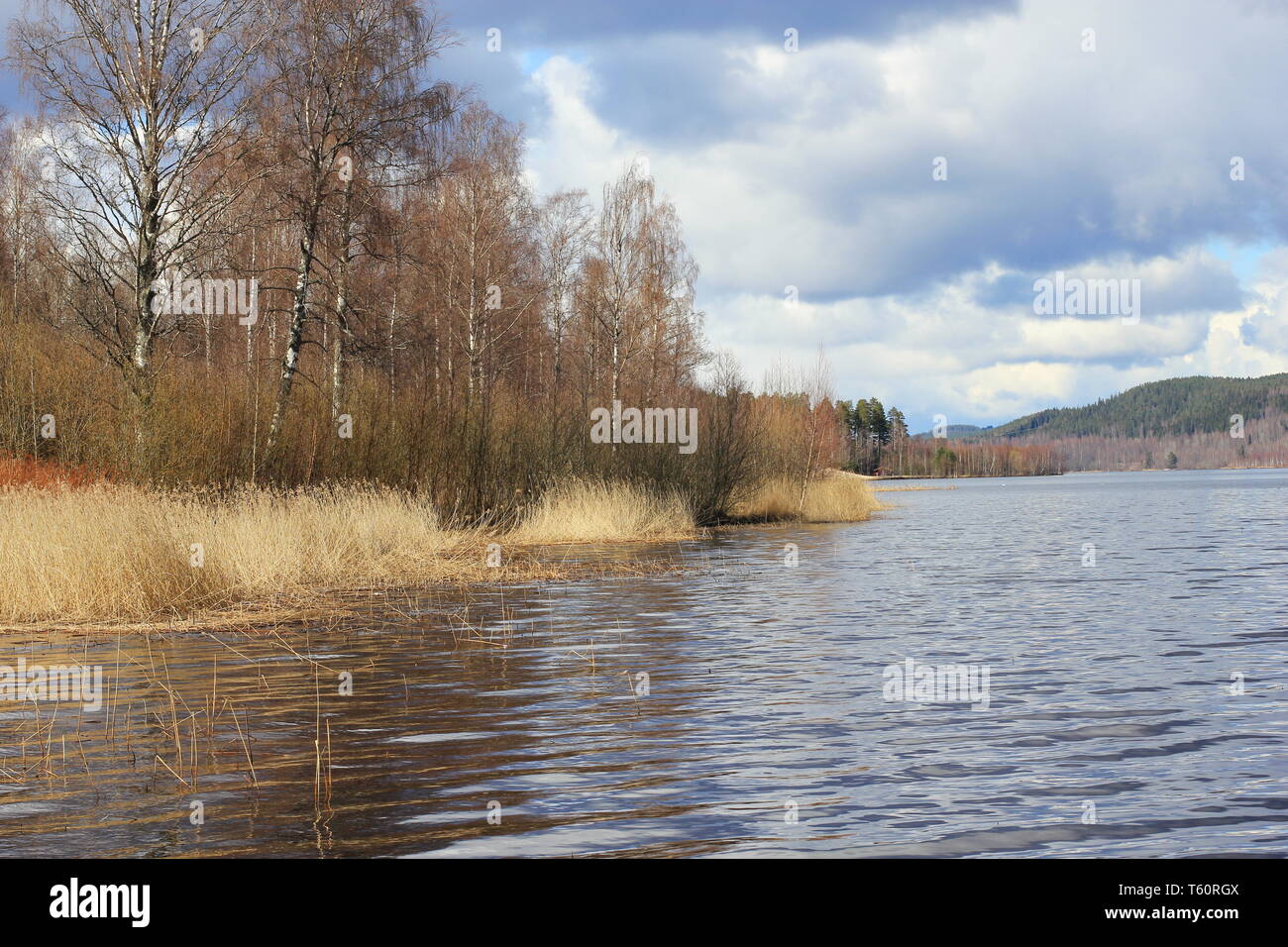 Lake and nature in spring. Swedish landscapes Stock Photo - Alamy