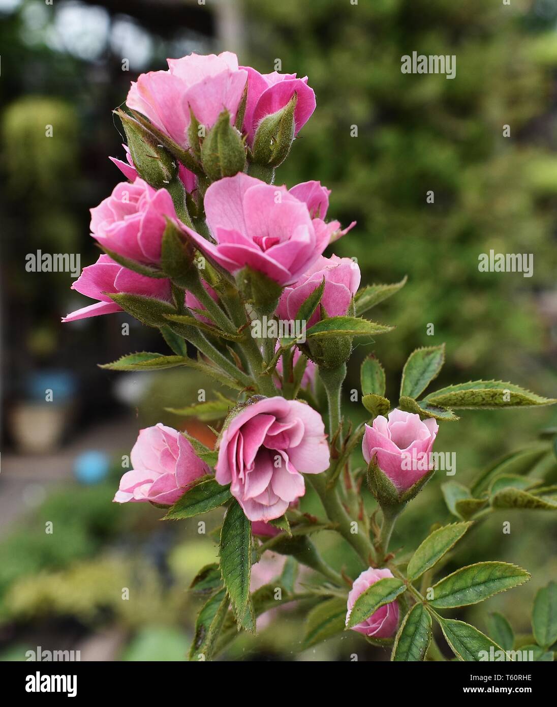 Mini rose hi-res stock photography and images - Alamy