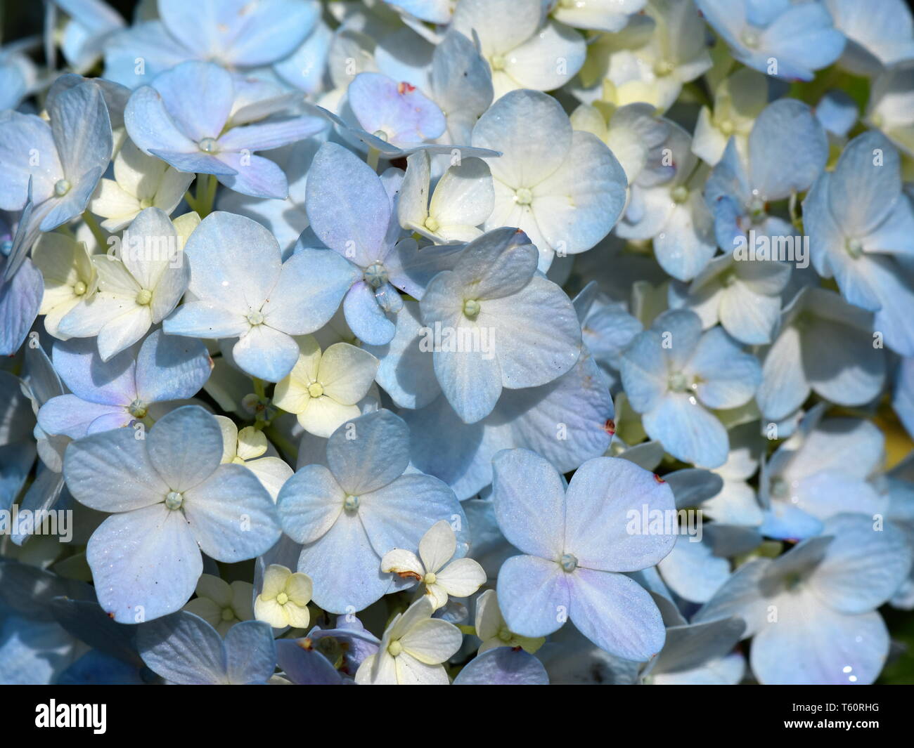 Closeup on blue mophead flower Hydrangea macrophylla Stock Photo - Alamy