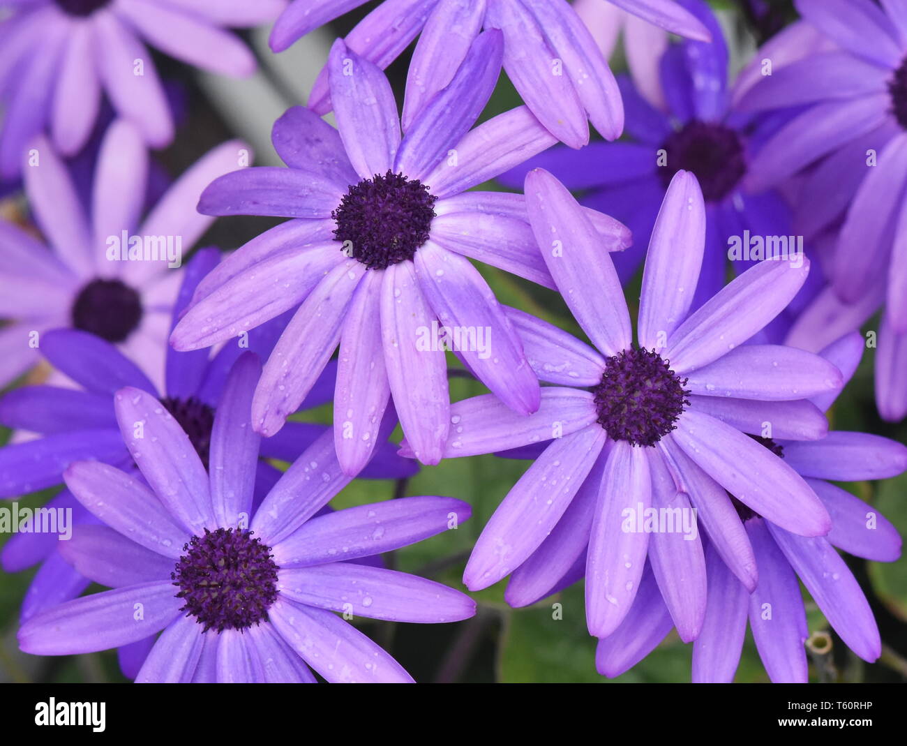 Group of purple daisies flowering in a garden Stock Photo - Alamy