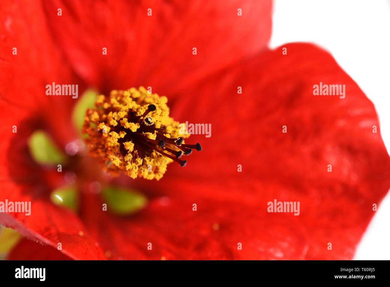Red Indian mallow Abutilon on white background Stock Photo - Alamy
