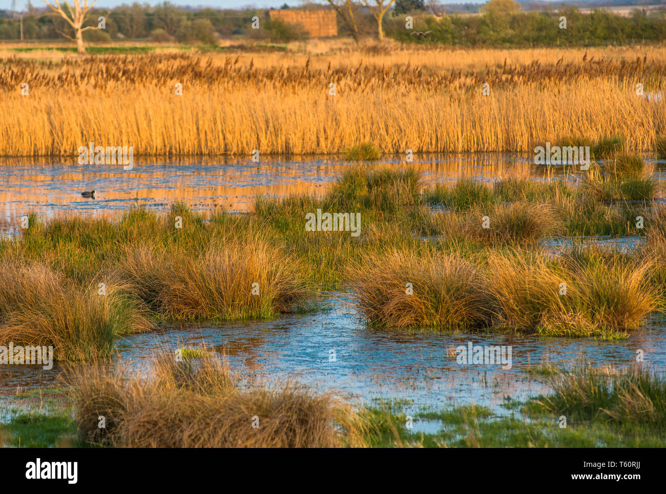 Reed beds hi-res stock photography and images - Alamy