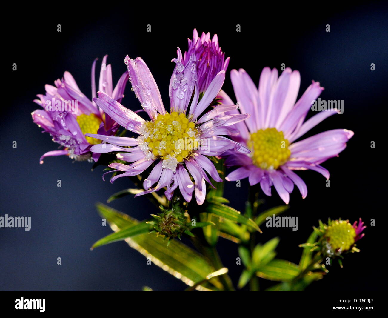 Aster closeup hi-res stock photography and images - Alamy
