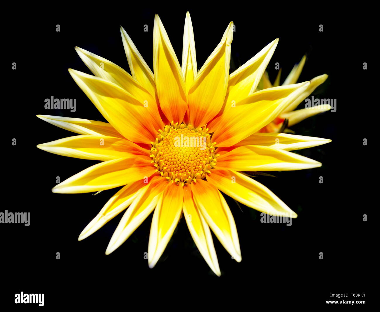 Yellow daisy flower hi-res stock photography and images - Alamy