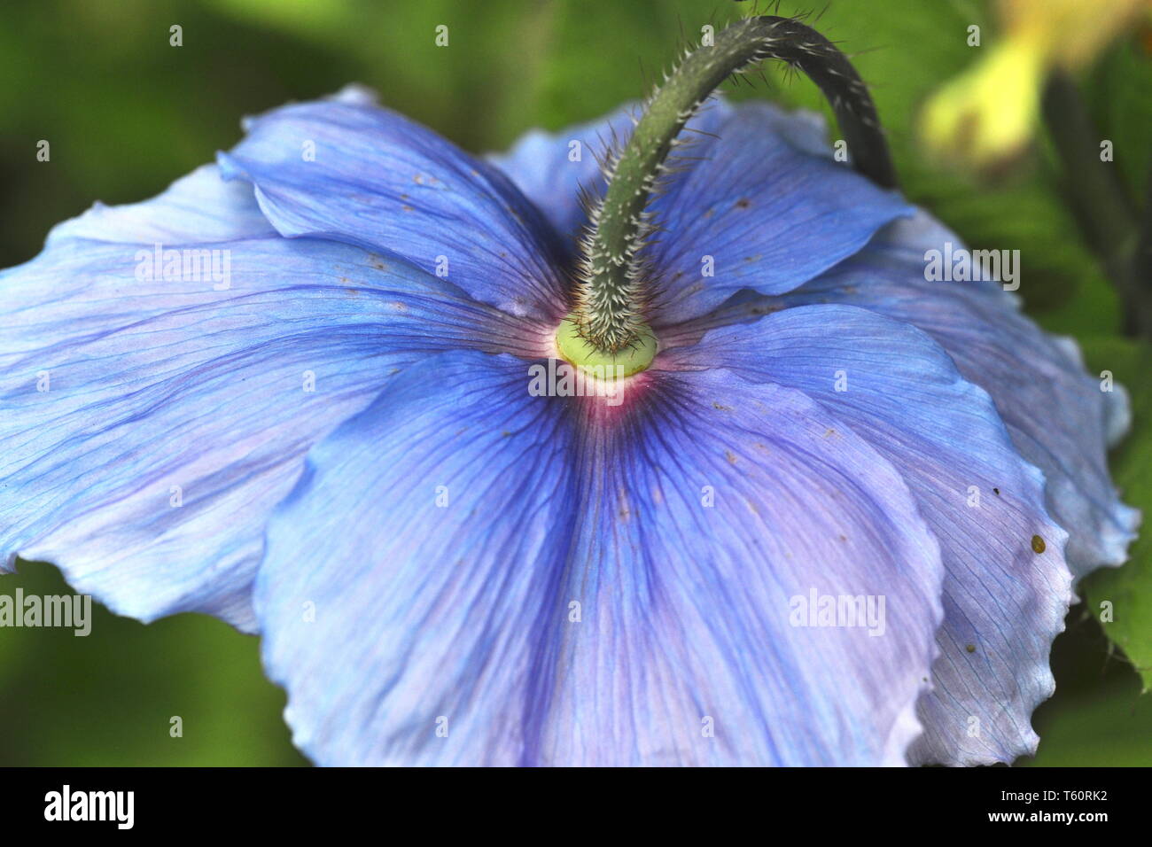 Meconopsis himalayan blue poppy hi-res stock photography and images - Alamy