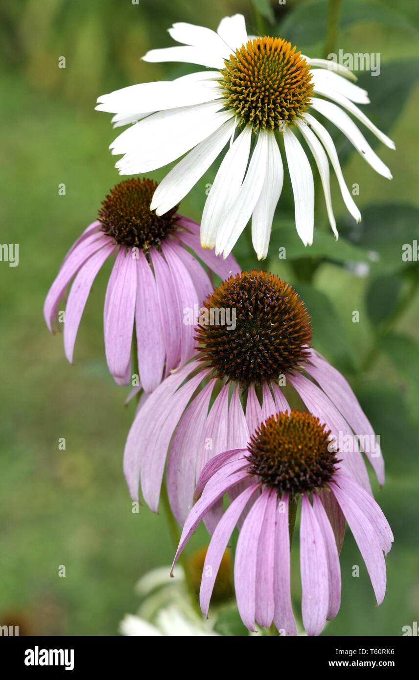 Echinacea coneflowers flowering in a garden Stock Photo - Alamy