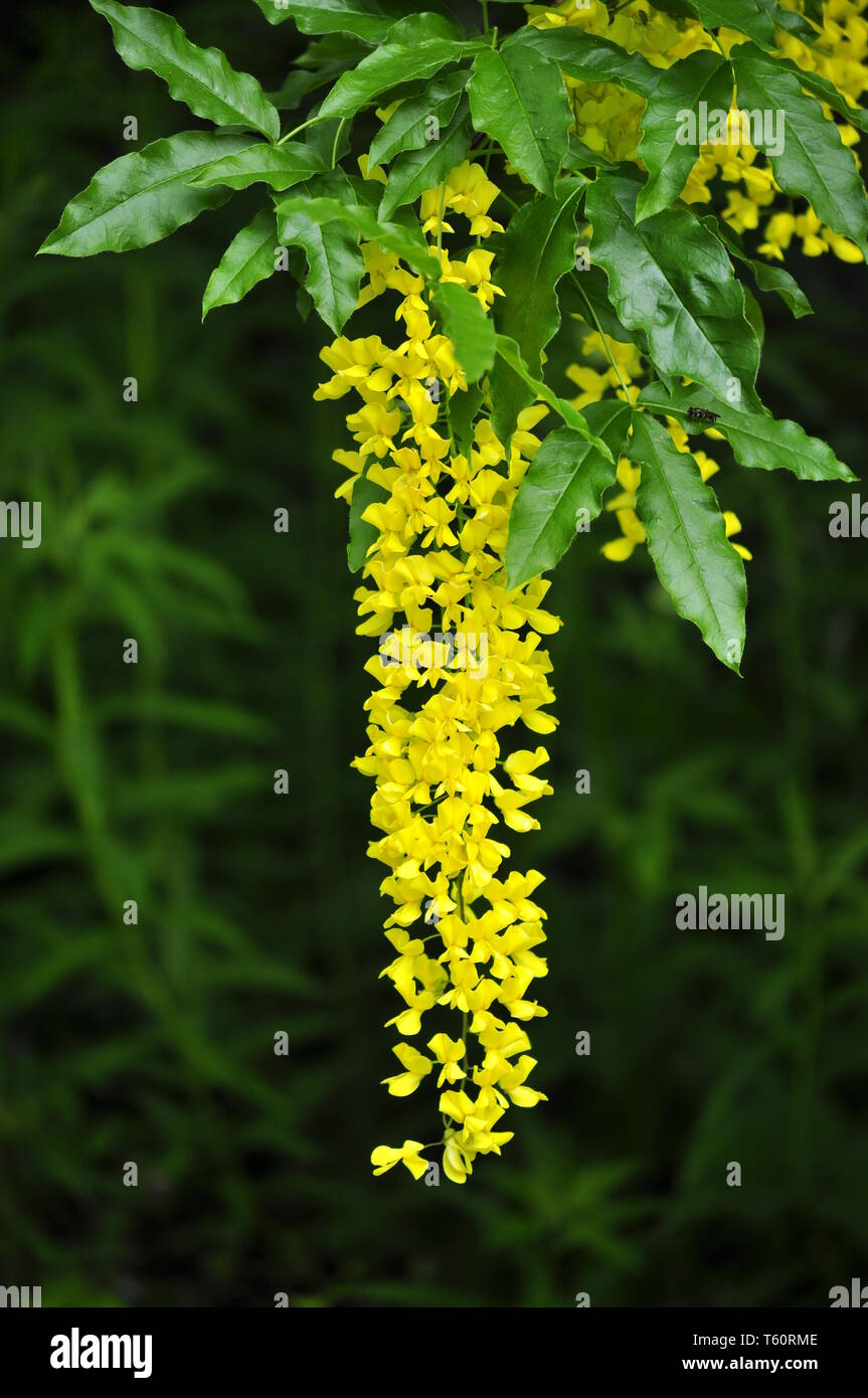 Golden chain tree hi-res stock photography and images - Alamy