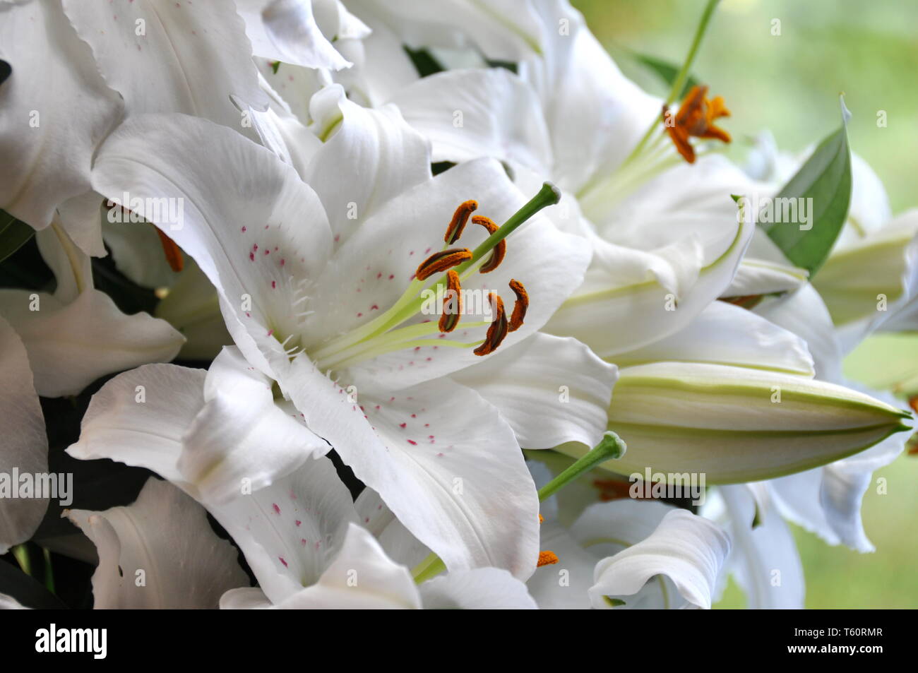 Lily reproduction hi-res stock photography and images - Alamy