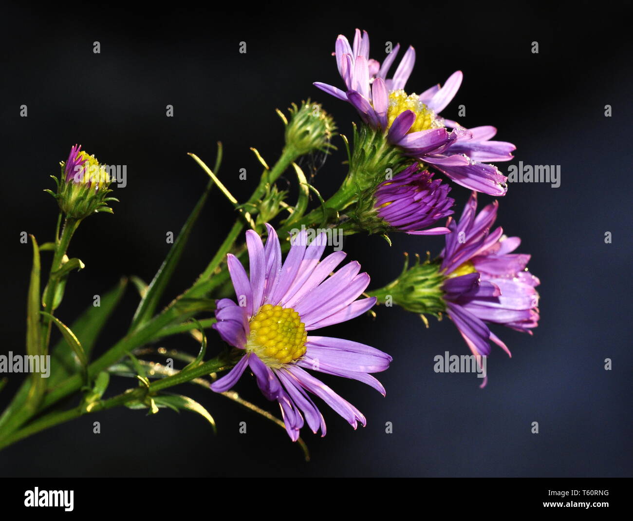 Aster closeup hi-res stock photography and images - Alamy