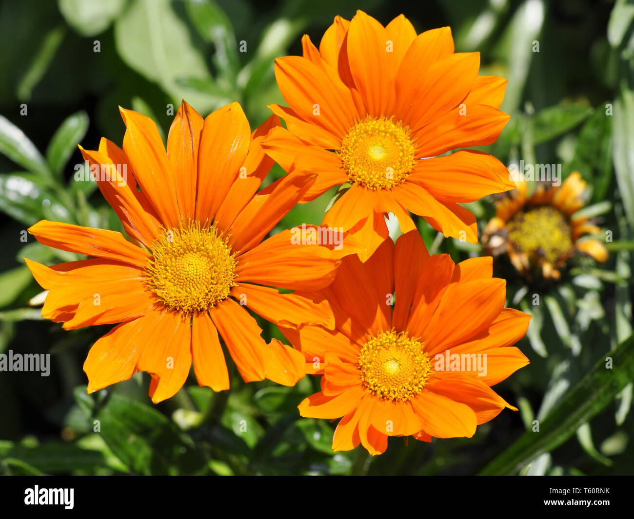 The daisy group hi-res stock photography and images - Alamy