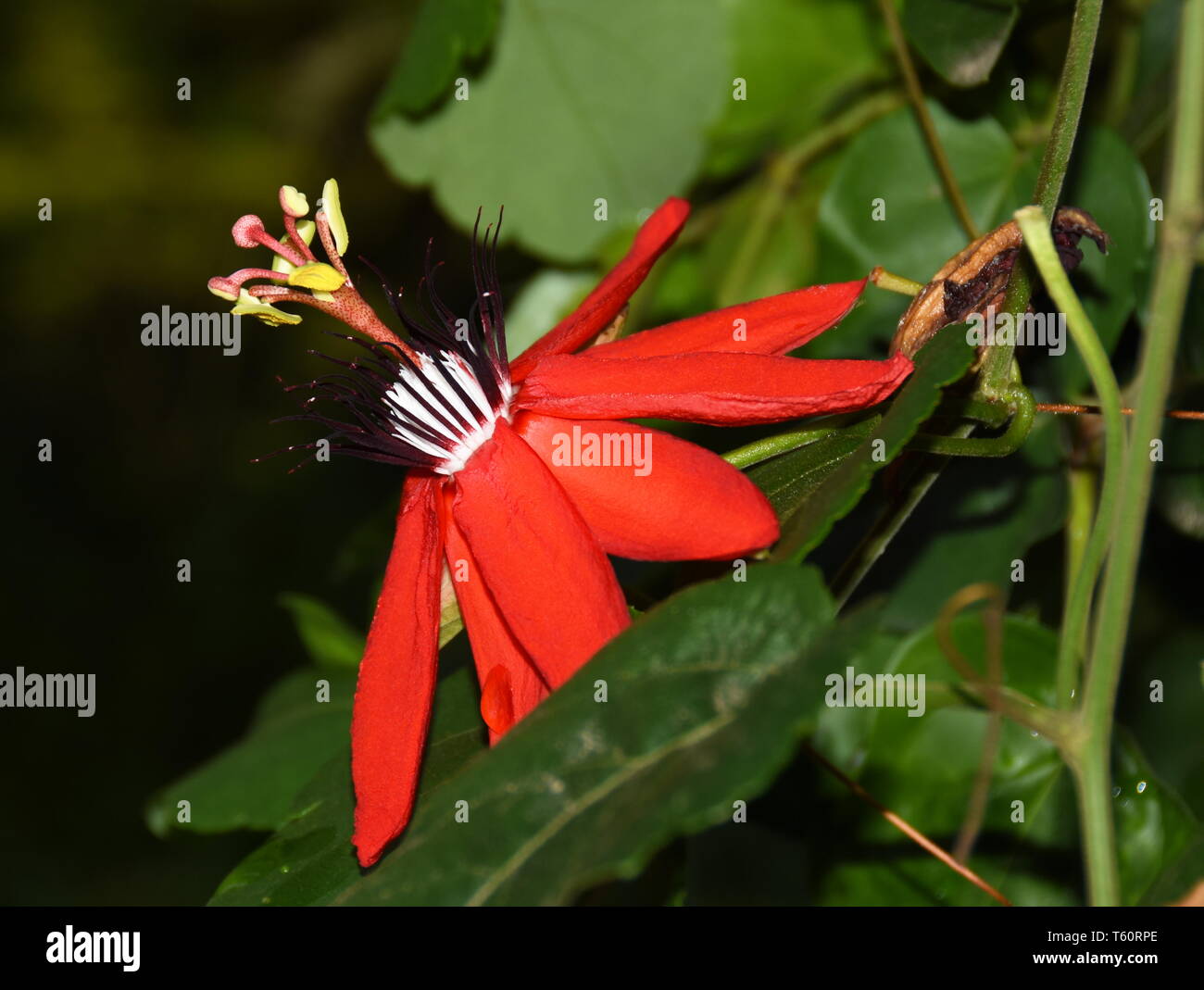 Red passion flower Passiflora racemosa Stock Photo - Alamy