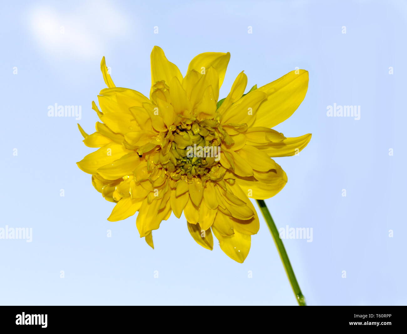 Cutleaf coneflower hi-res stock photography and images - Alamy