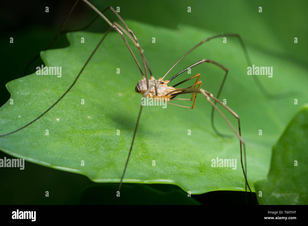 A harvester (harvestman, daddy longleg, Opiliones) sitting on a green ...