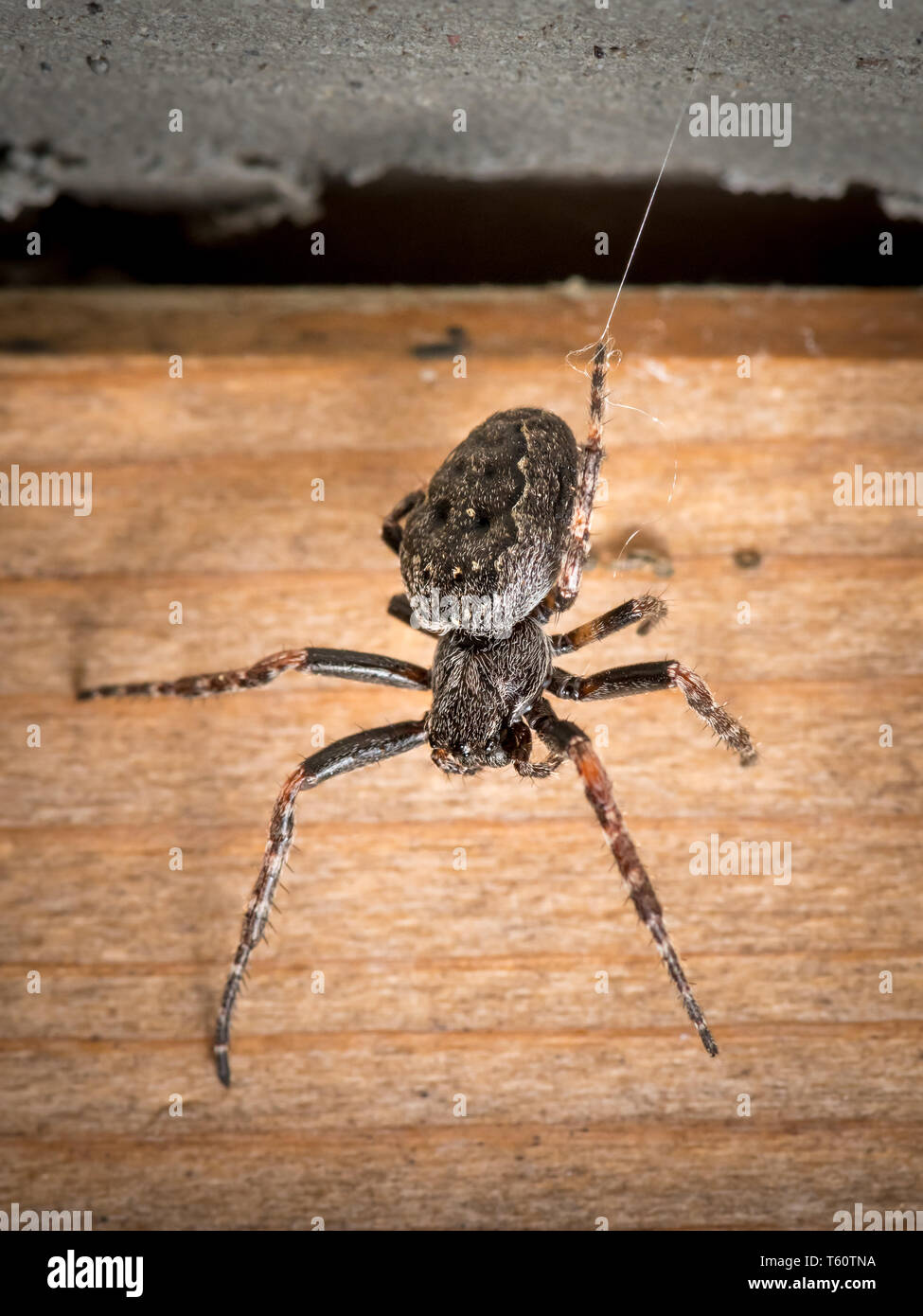 Walnut orb weaver spider hi-res stock photography and images - Alamy Walnut orb weaver spider hi-res stock photography and images - Alamy