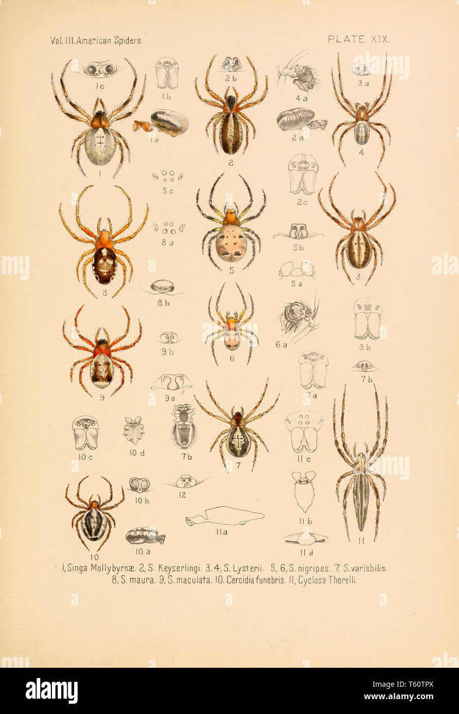 Beautiful vintage hand drawn illustrations of exotic spiders from old ...