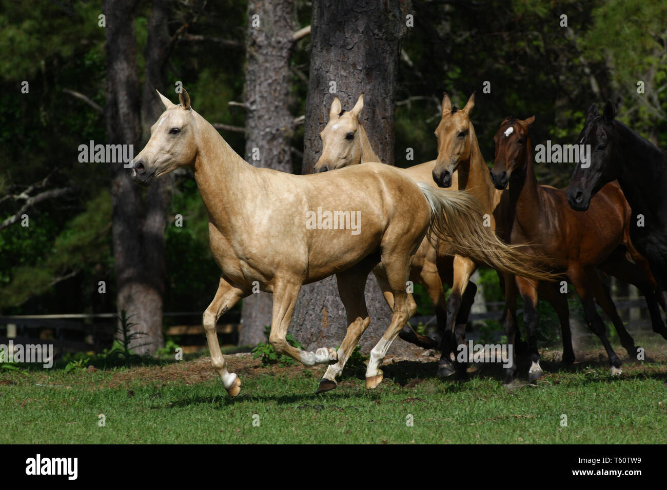 Akhal teke gold hi-res stock photography and images - Alamy