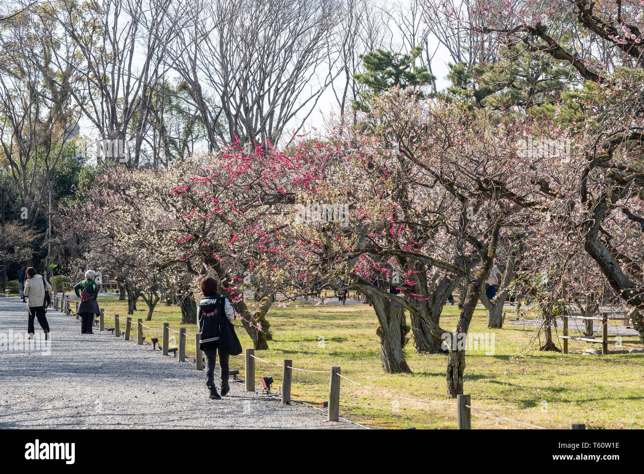 Nijō Castle, Nakagyo-ku, Kyoto, Japan Stock Photo - Alamy
