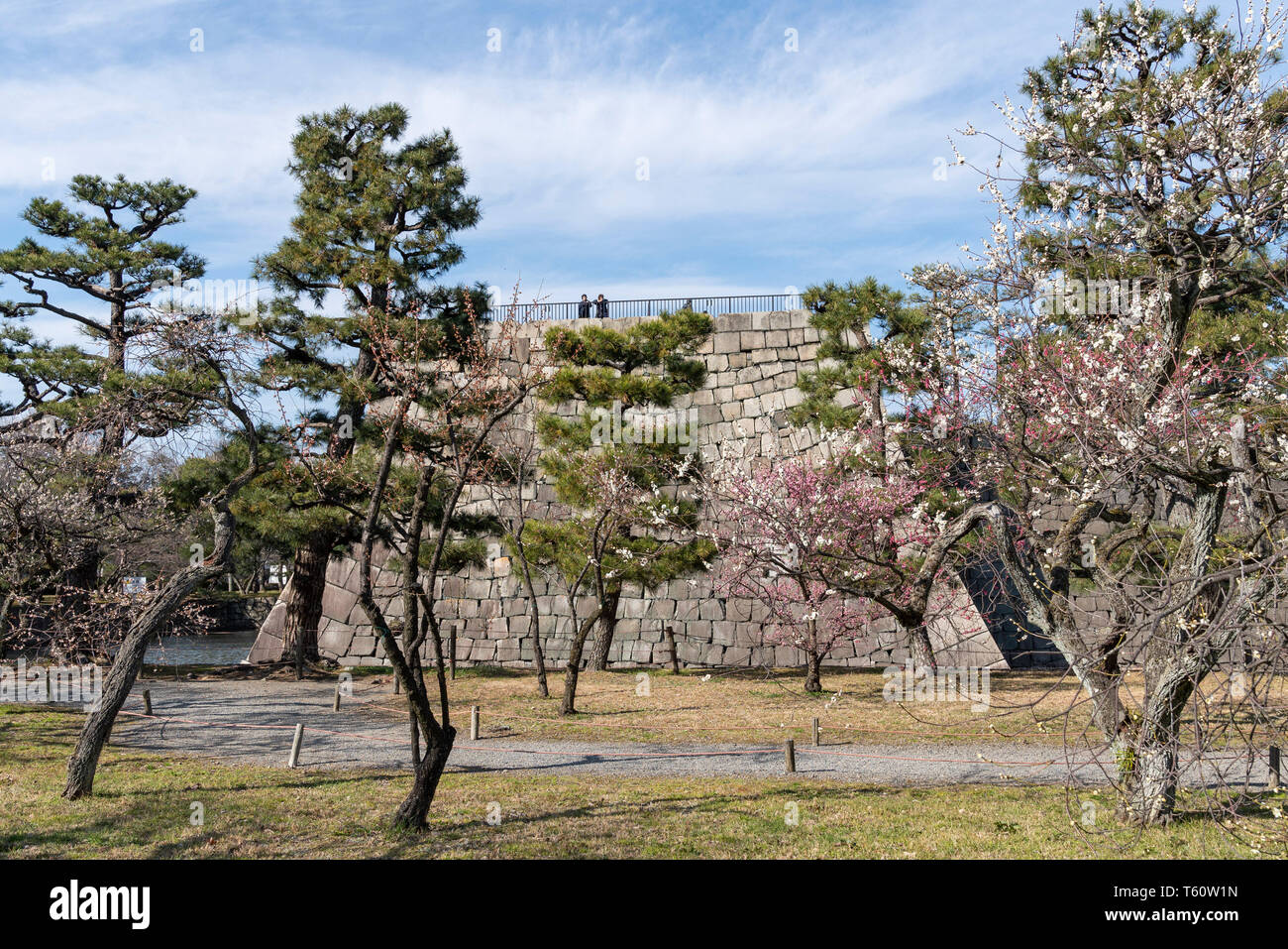 Nijō Castle, Nakagyo-ku, Kyoto, Japan. Tenshu-dai over plum forest ...