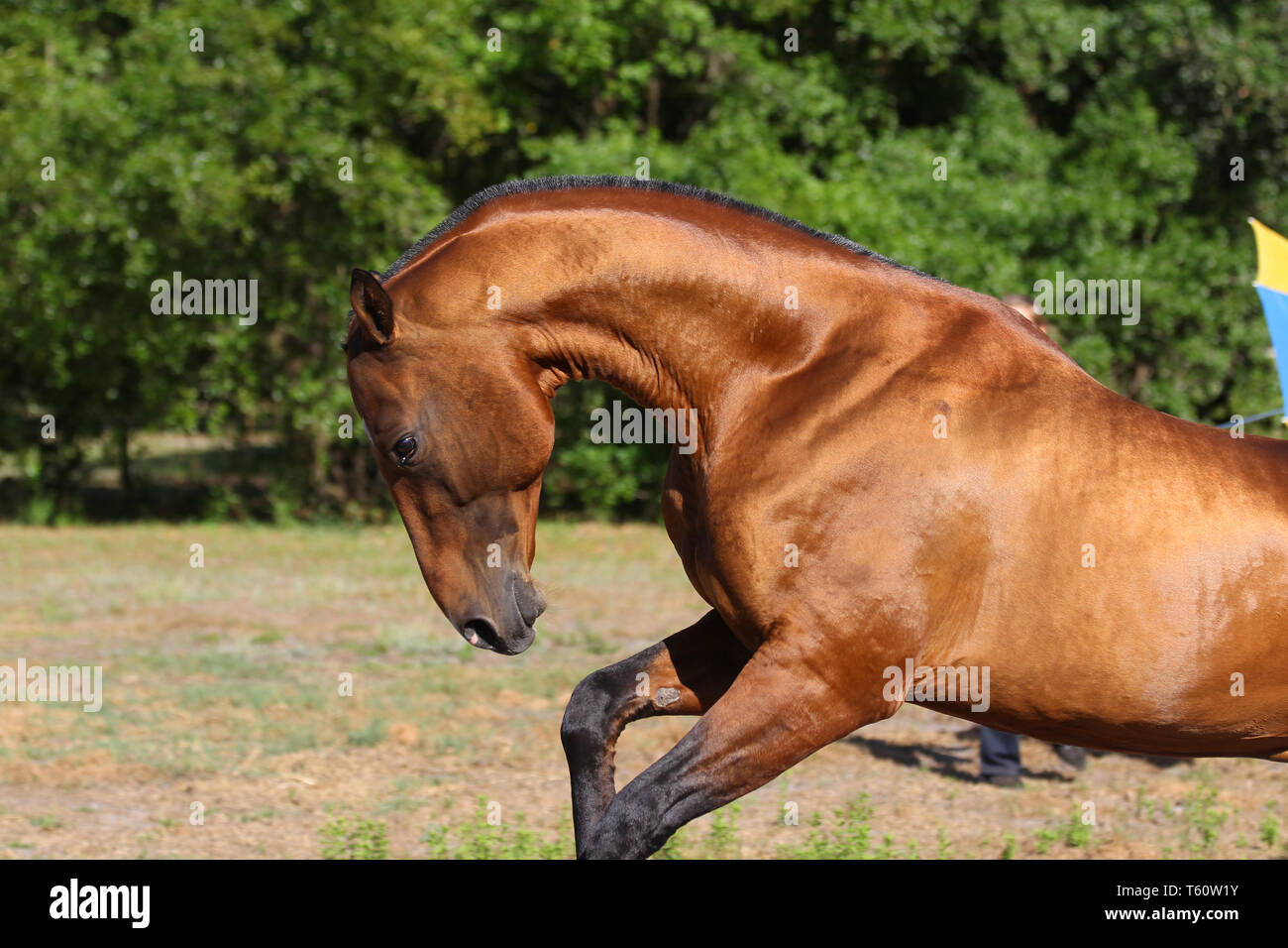 Akhal teke gold hi-res stock photography and images - Alamy