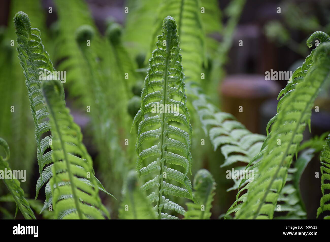 Curled worm hi-res stock photography and images - Alamy