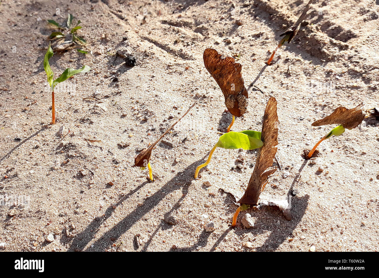 Linden tree seedling hi-res stock photography and images - Alamy