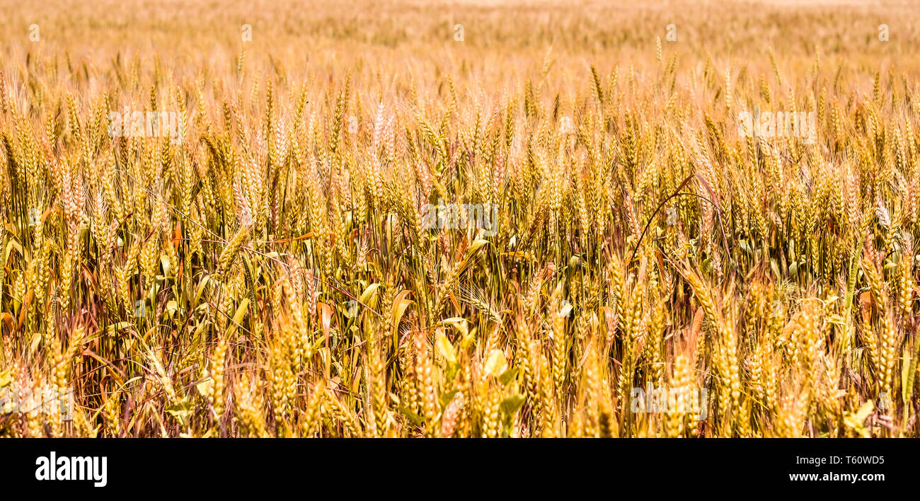 dry wheat field background Stock Photo - Alamy