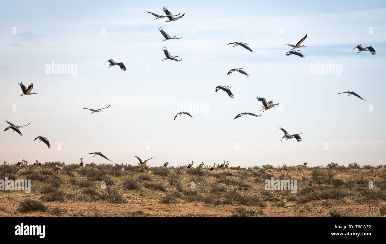 Field flock birds hi-res stock photography and images - Alamy