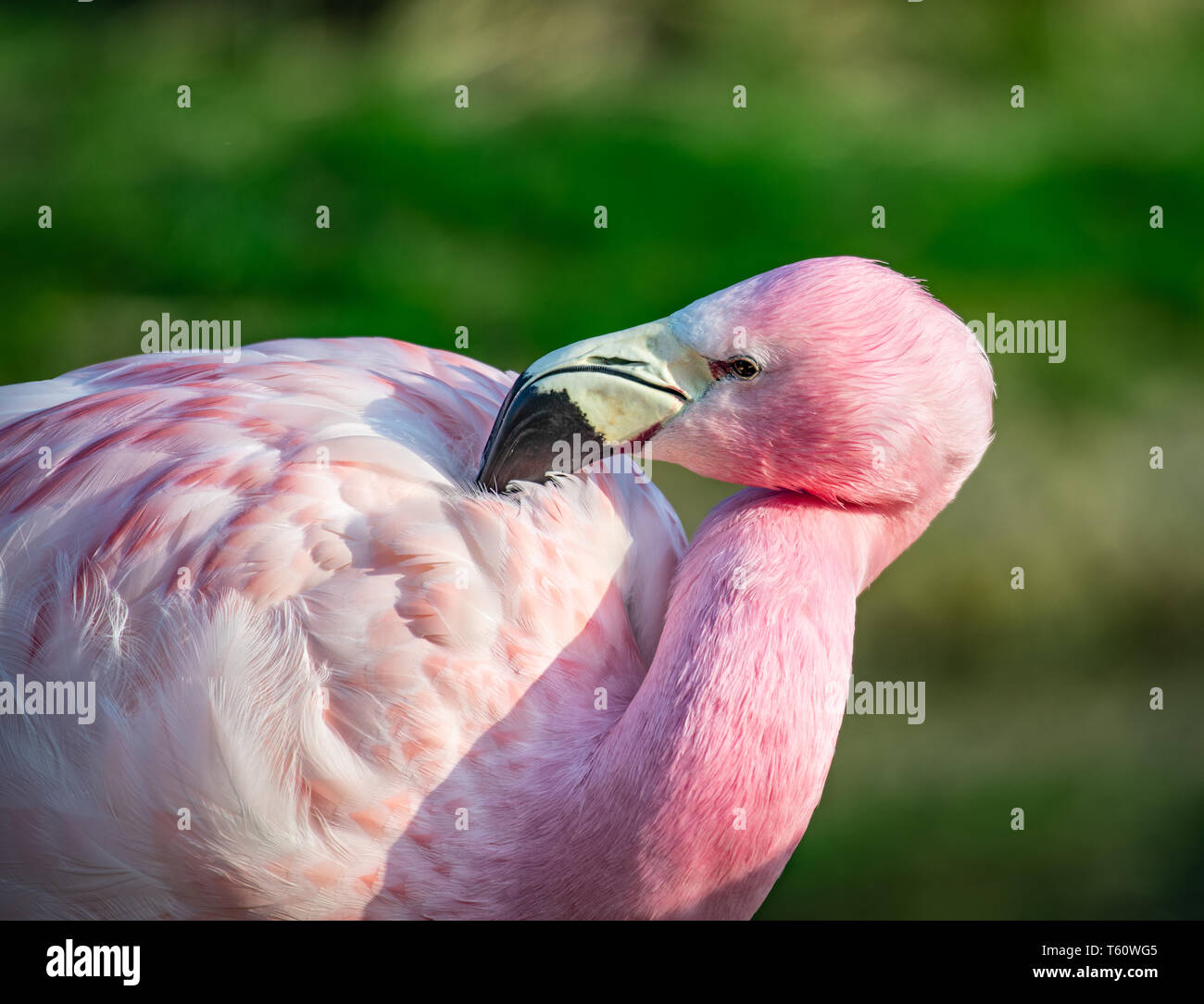 Andean flamingo captive slimbridge hi-res stock photography and images ...