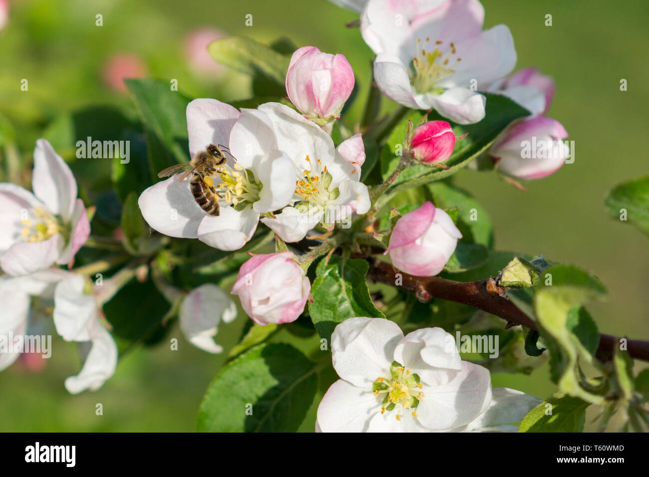Honey bee pollinating apple blossom. The Apple tree blooms. Spring ...