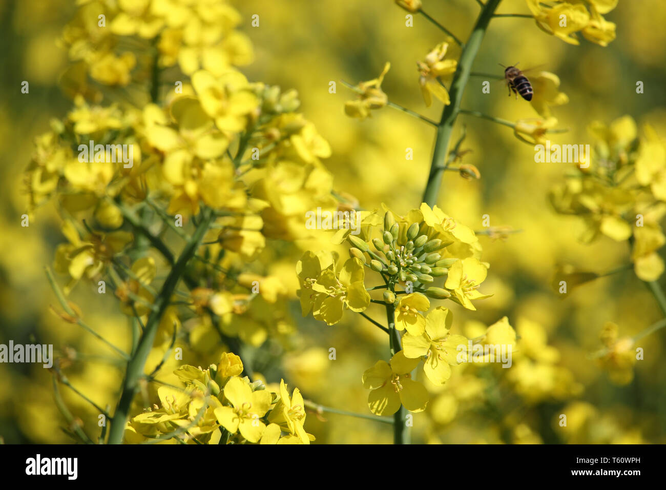 Flying honey bee collects pollen on yellow rape flowers, beautiful ...