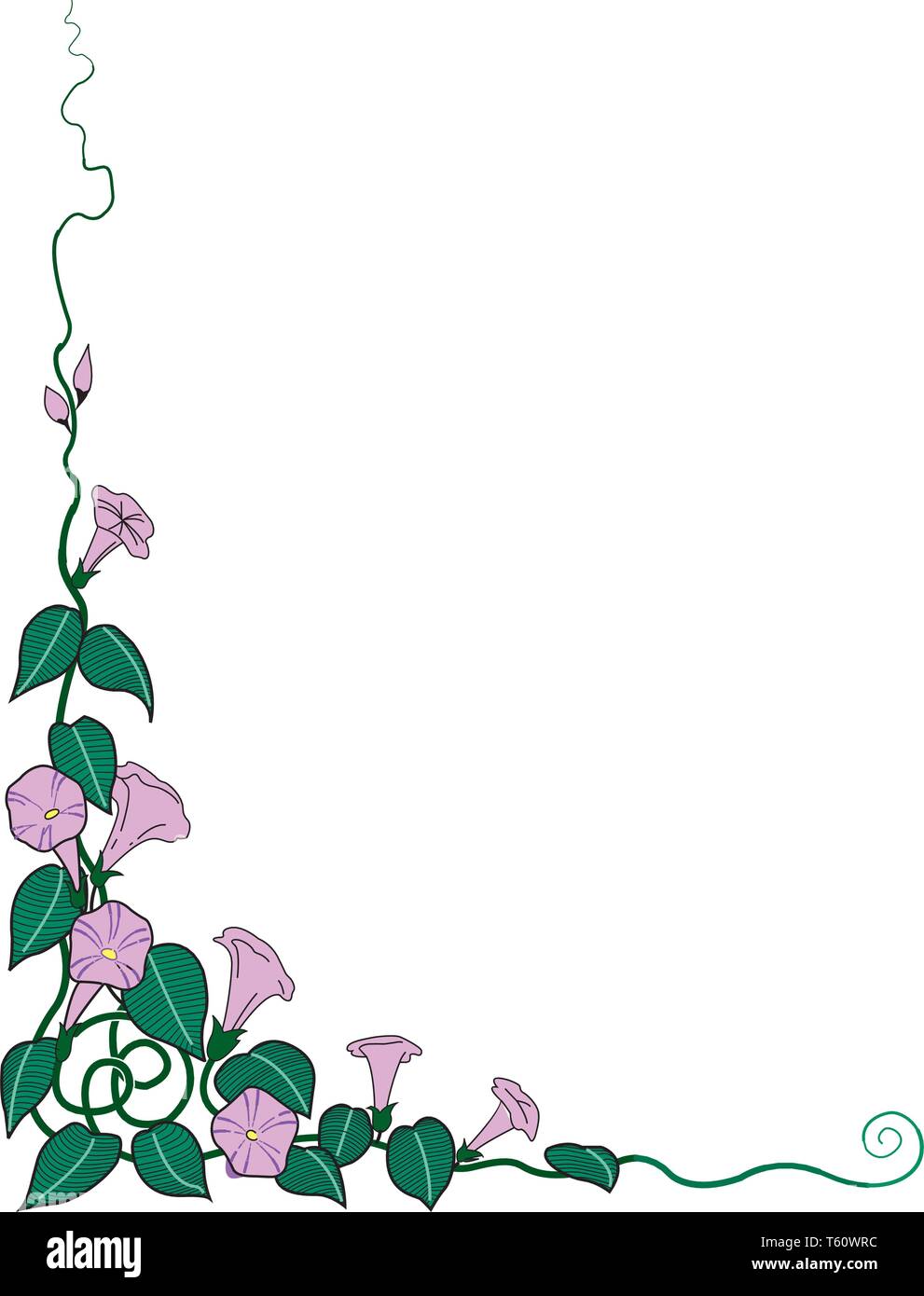 Morning Glories Border Vector Illustration Stock Vector Image & Art - Alamy