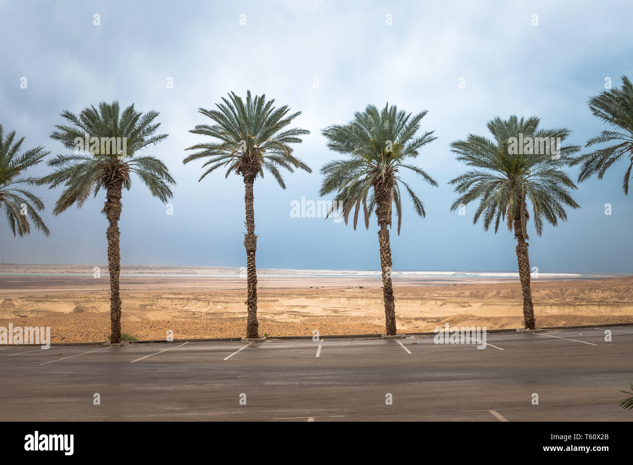 palm trees with the desert and dead sea as background Stock Photo - Alamy