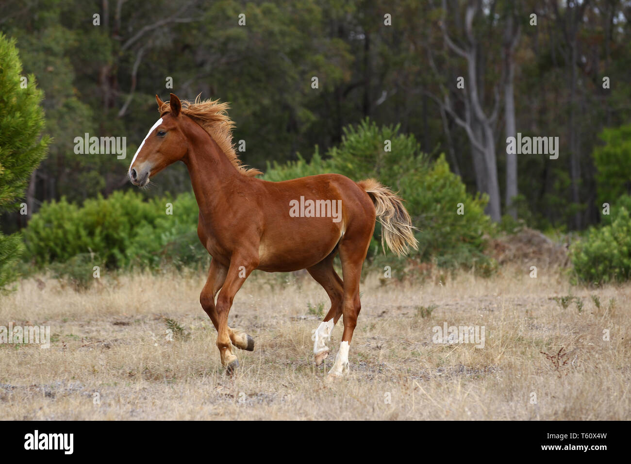 Brumby woods hi-res stock photography and images - Alamy