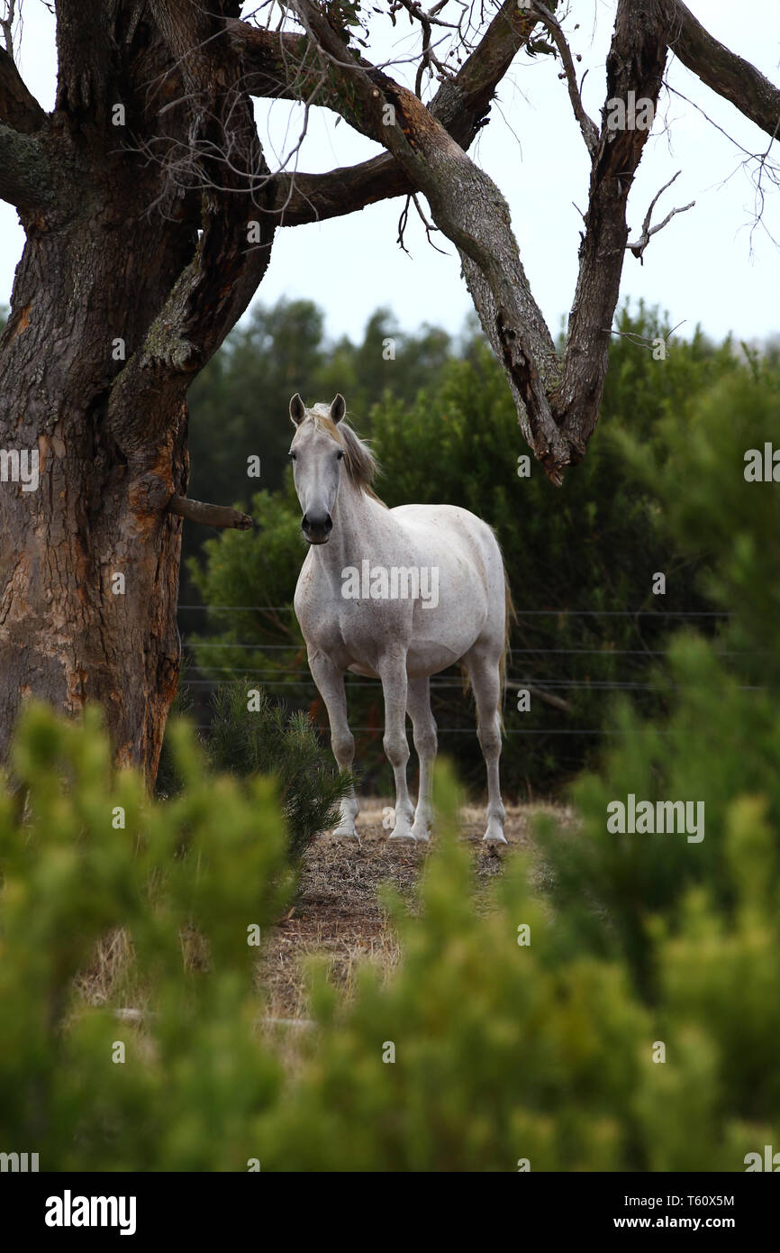 Brumby woods hi-res stock photography and images - Alamy