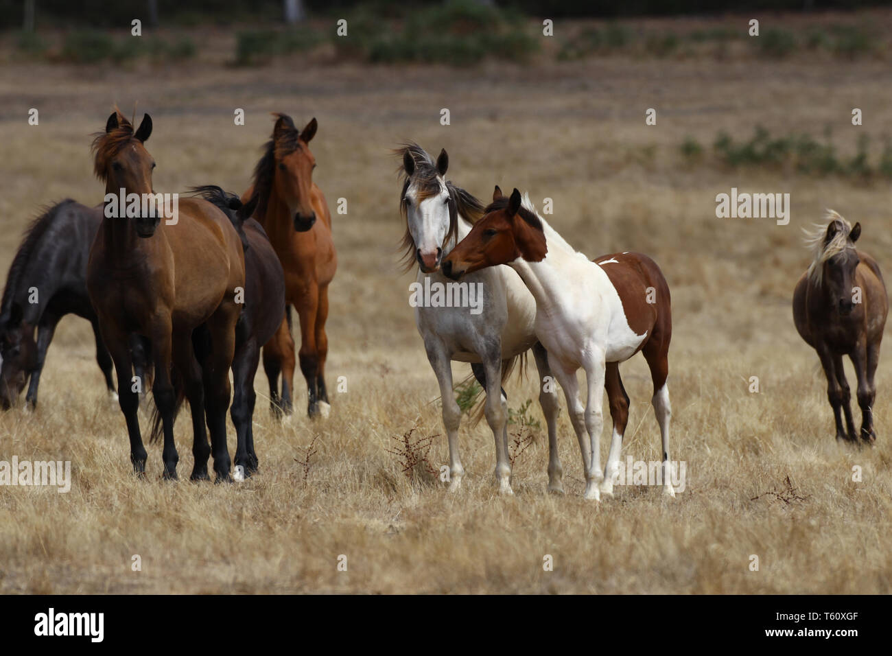 Brumby woods hi-res stock photography and images - Alamy
