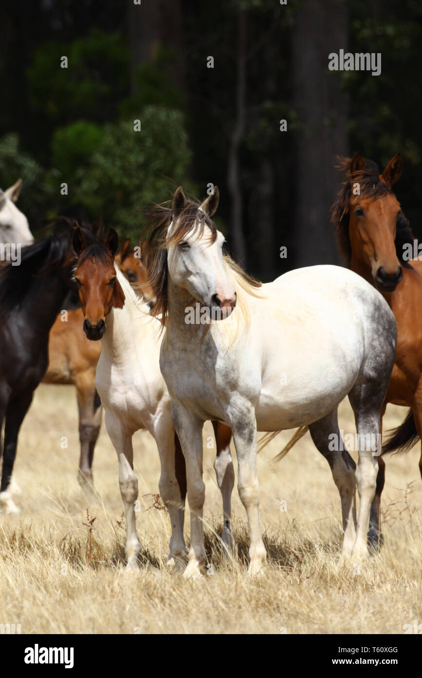 Brumby woods hi-res stock photography and images - Alamy