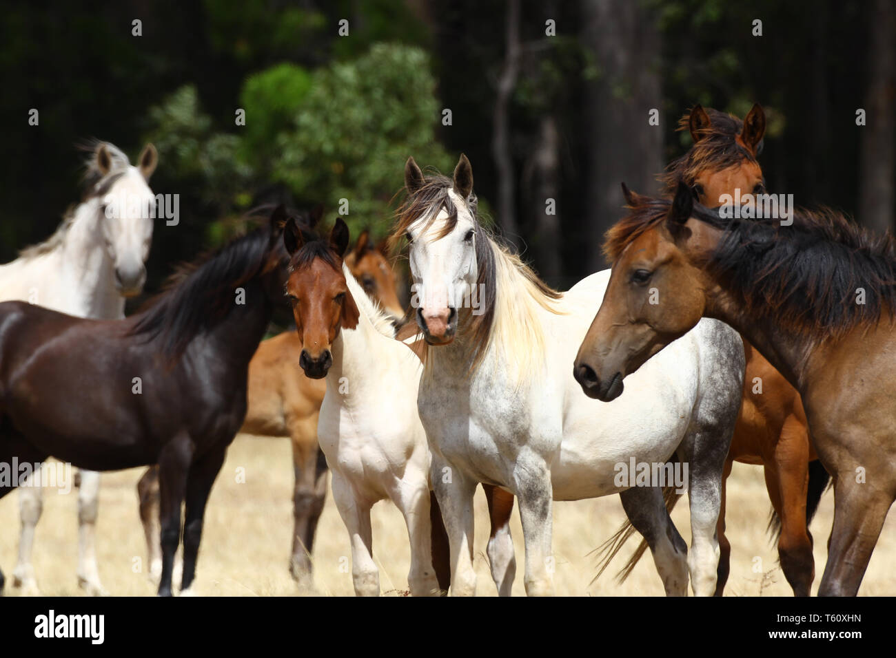 Brumby woods hi-res stock photography and images - Alamy