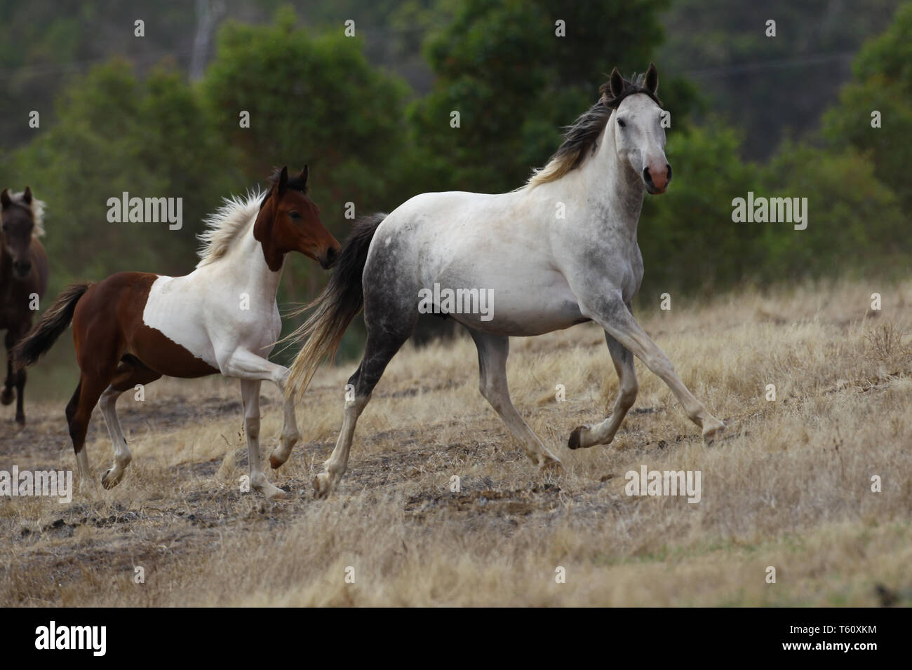 Brumby woods hi-res stock photography and images - Alamy