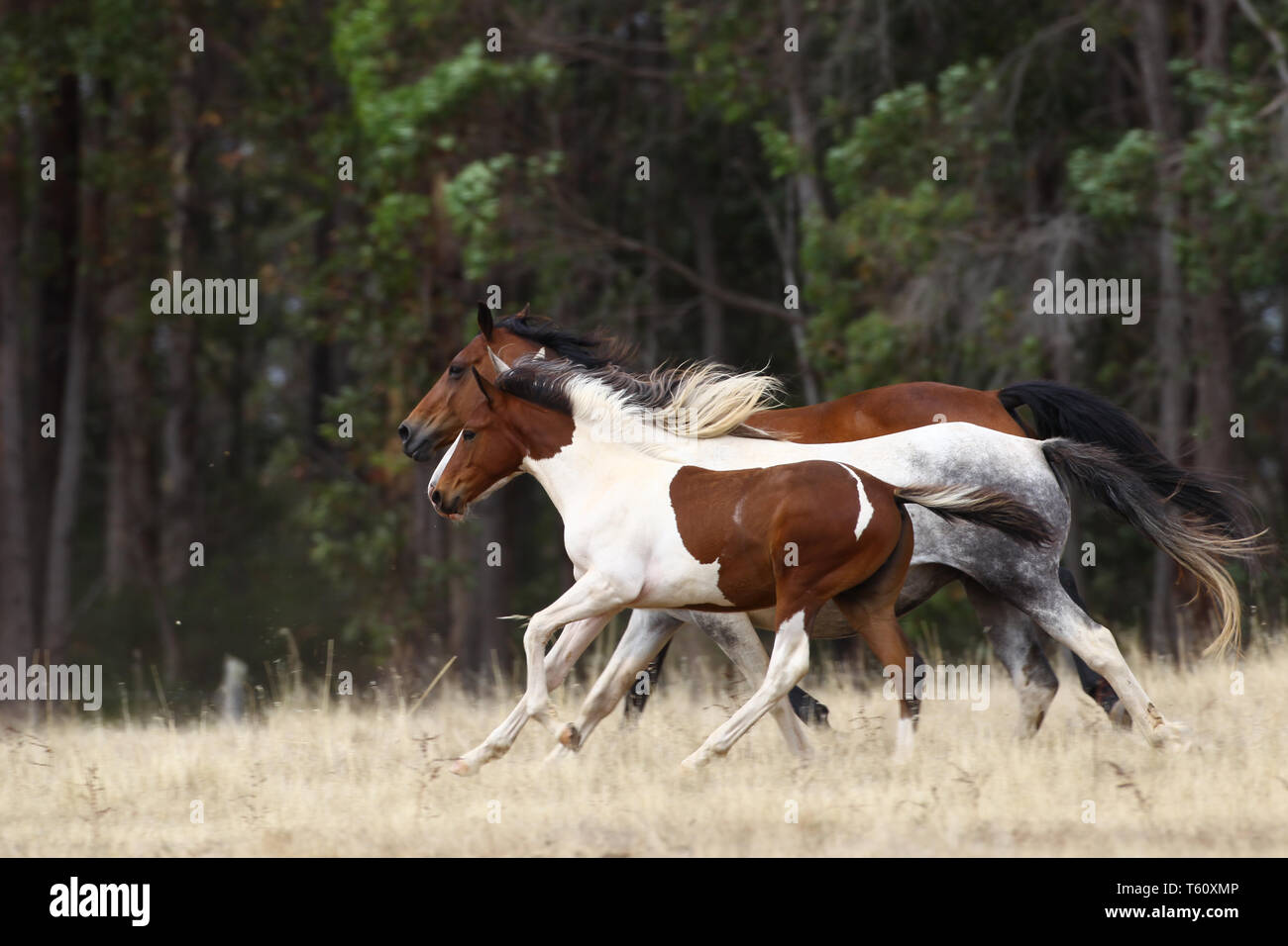 Brumby woods hi-res stock photography and images - Alamy