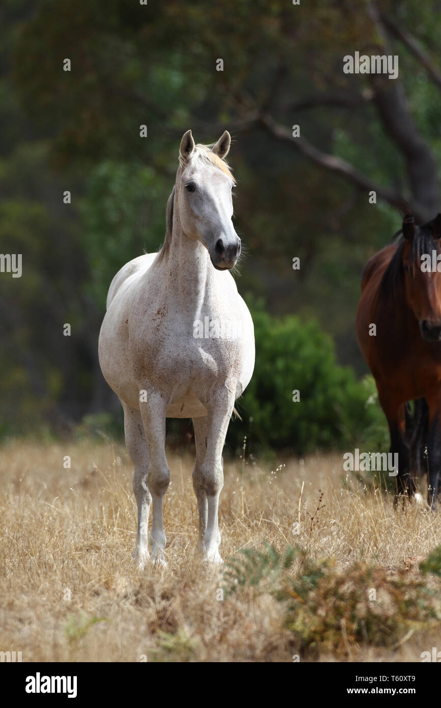 Brumby woods hi-res stock photography and images - Alamy
