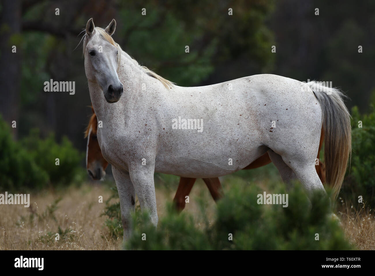 Brumby woods hi-res stock photography and images - Alamy