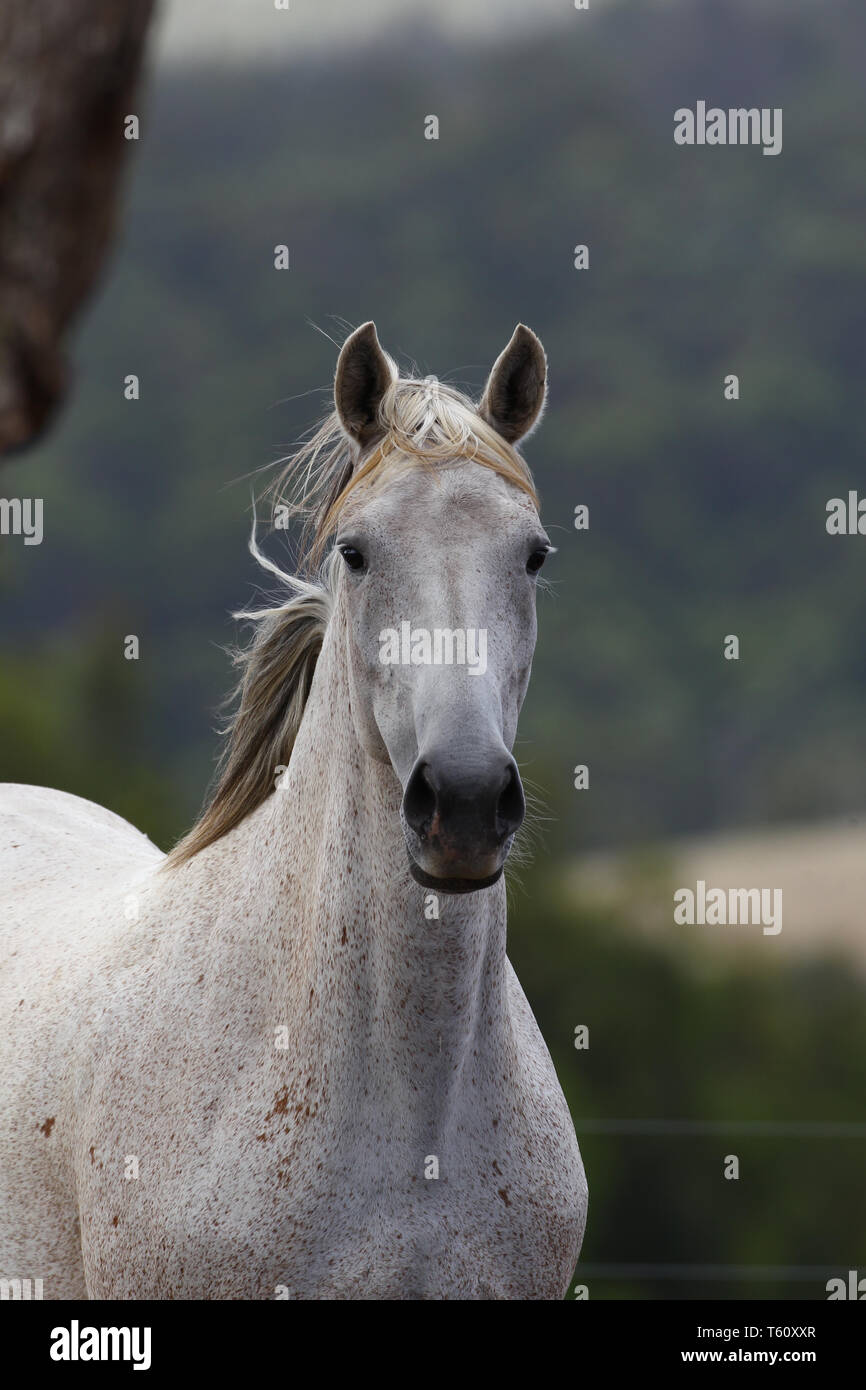 Brumby woods hi-res stock photography and images - Alamy