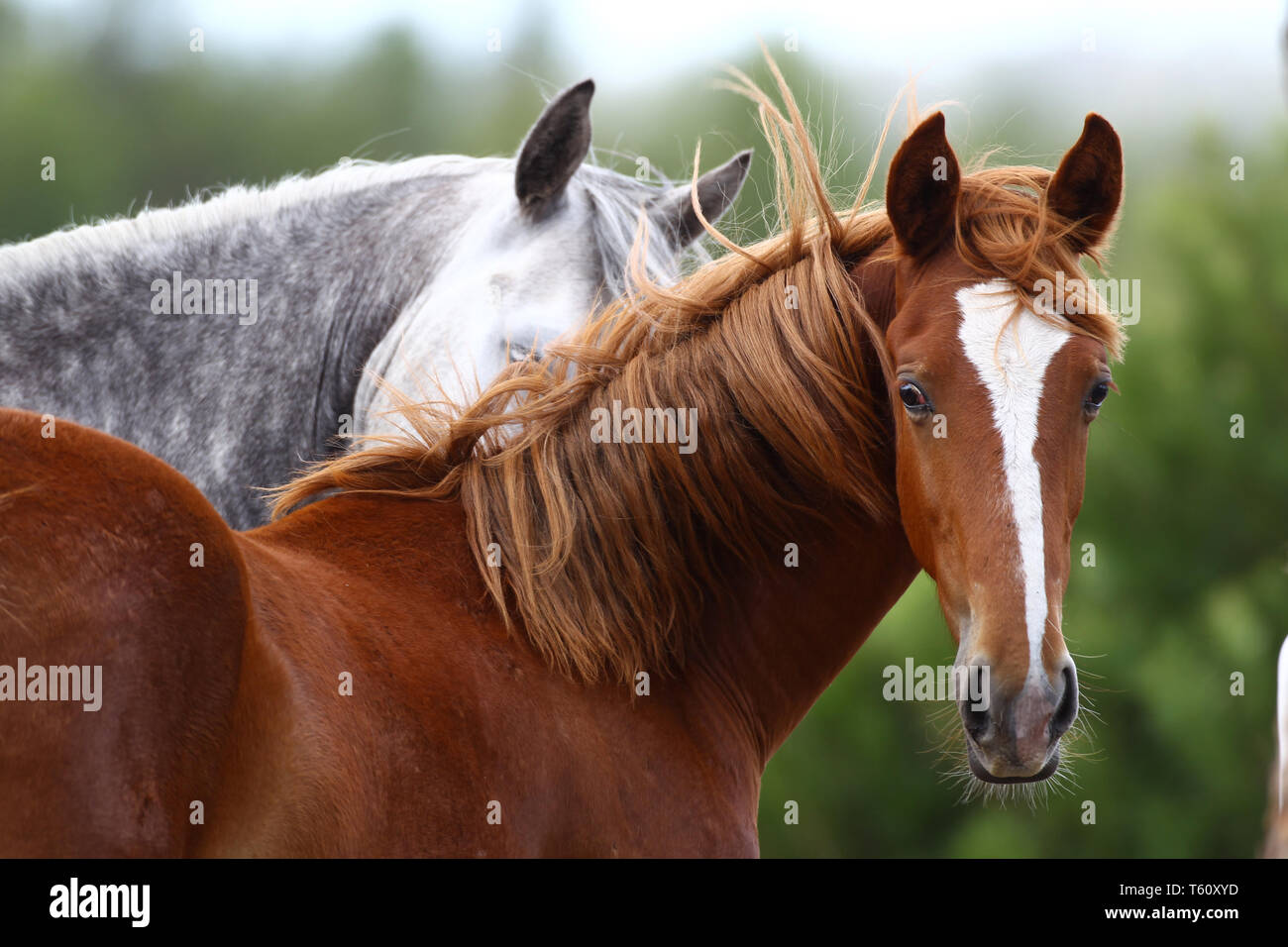 Brumby woods hi-res stock photography and images - Alamy