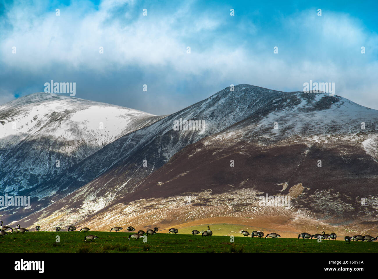 English countryside landscape with ducks on the hillside in lake ...