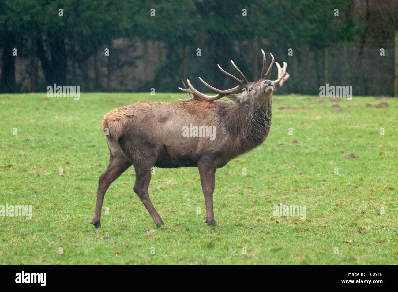 Full-grown hart with big deer head in portrait shows its huge antlers ...