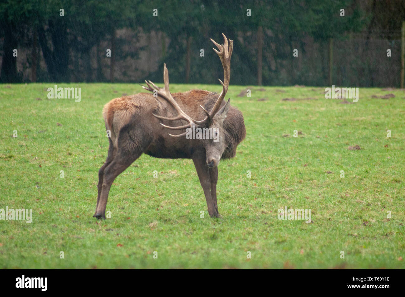 Full-grown hart with big deer head in portrait shows its huge antlers ...