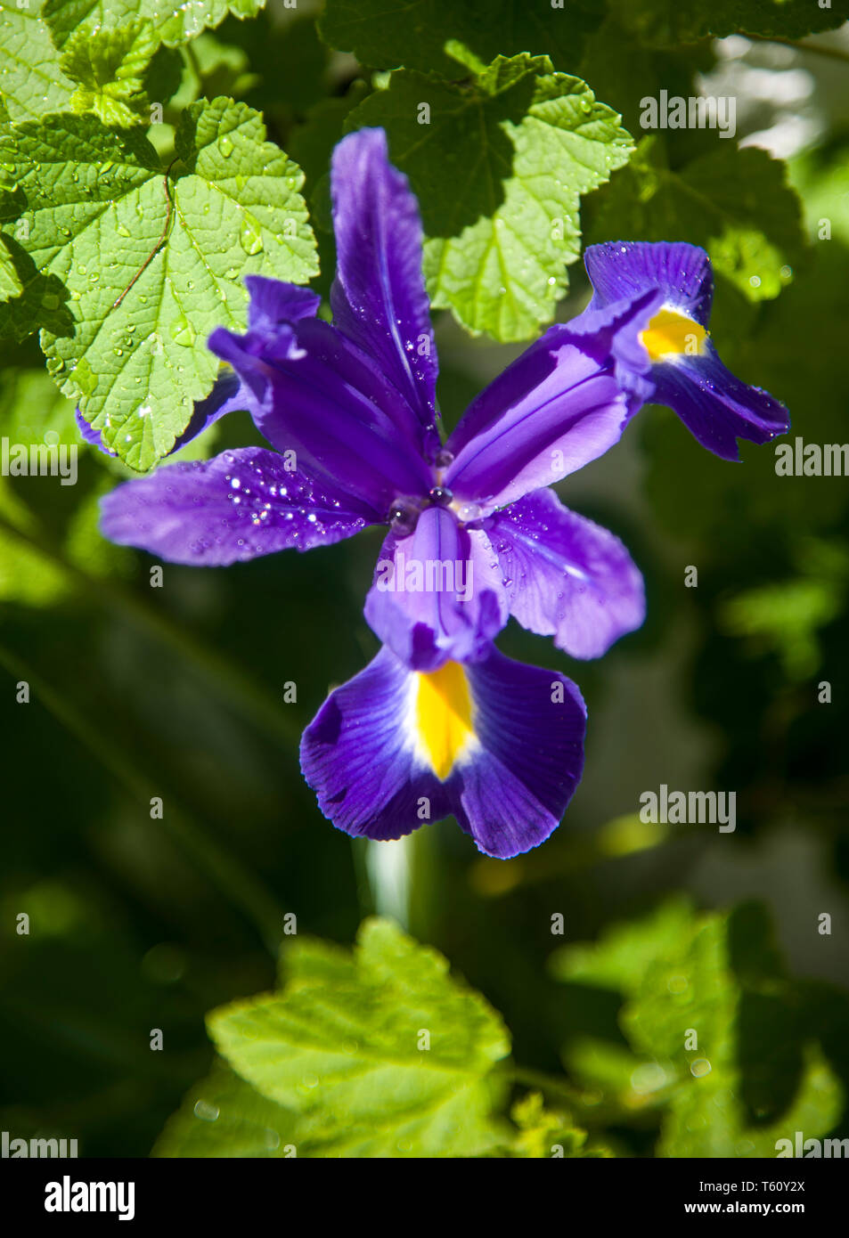 blue and yellow iris at garden Stock Photo - Alamy