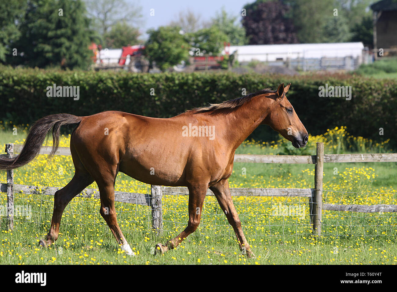 Budyonny hi-res stock photography and images - Alamy