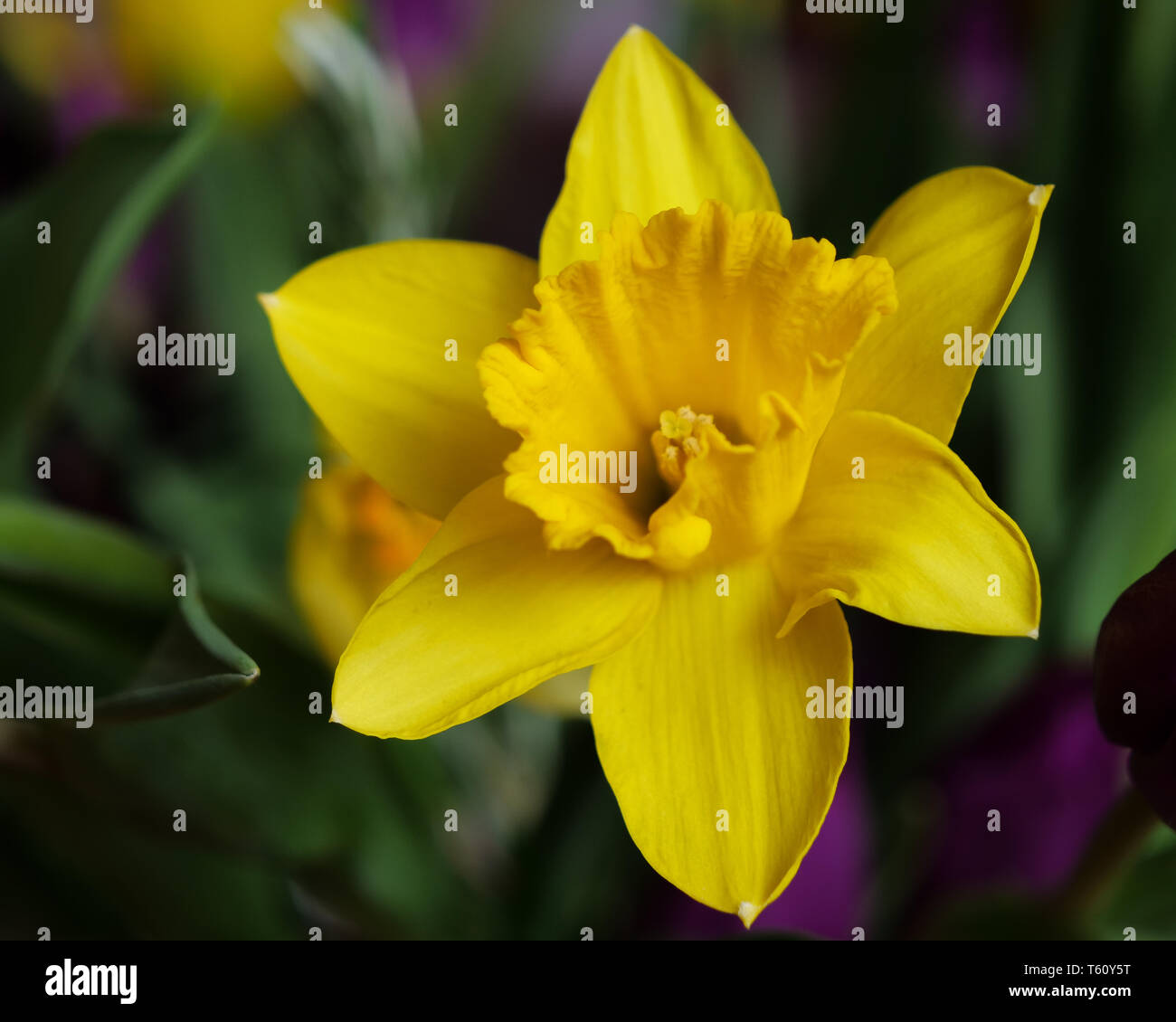 Daffodil closeup hi-res stock photography and images - Alamy