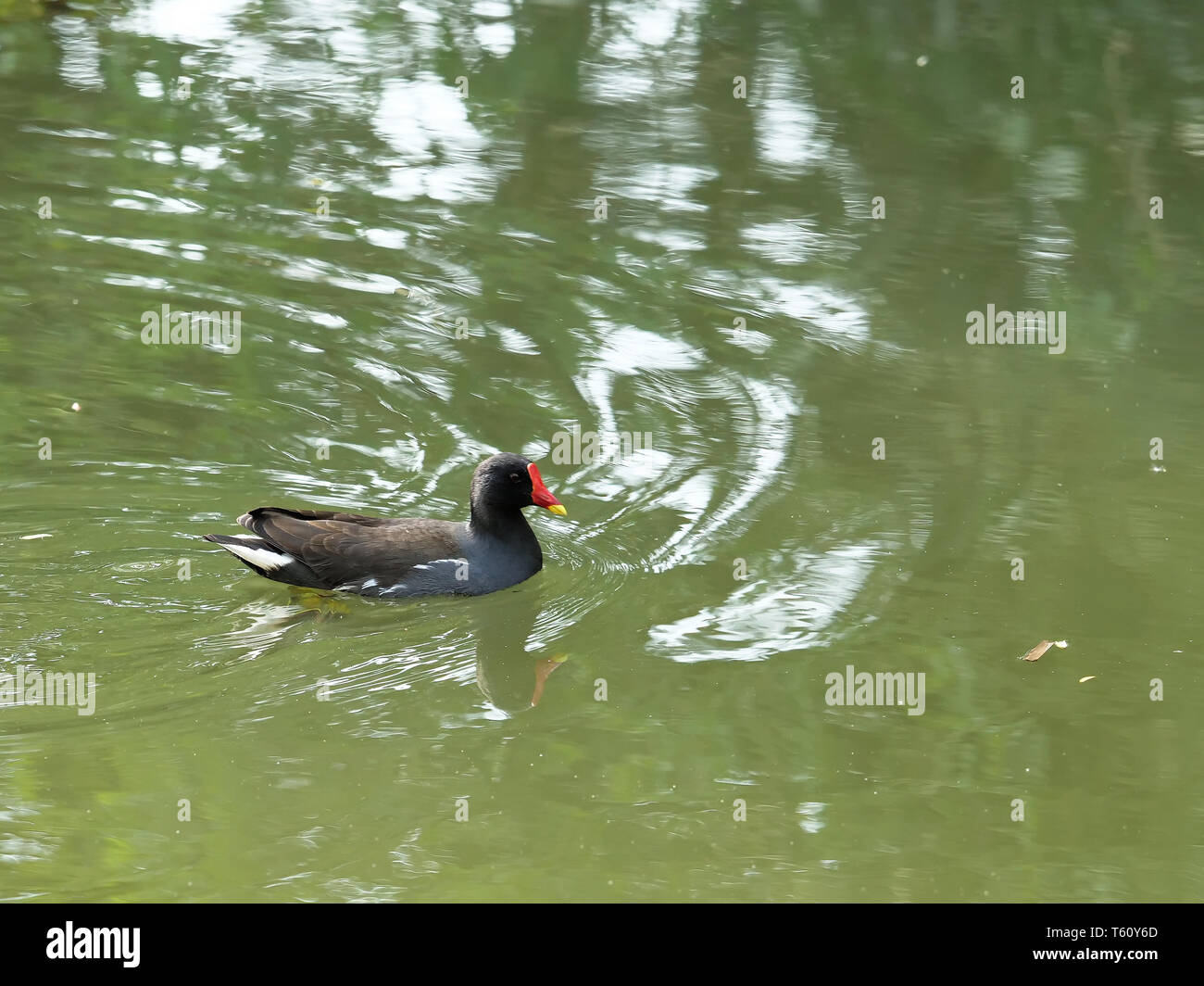 Hen swimming hi-res stock photography and images - Alamy
